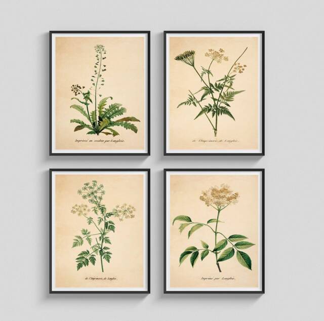 Vintage Poster Set Of 4 Herbs Wall Decoration Antique Botanical ...