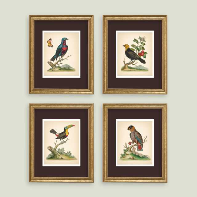 Vintage Birds Prints Set Of 4 Prints Toucan Parrot Flower Nature Wall ...