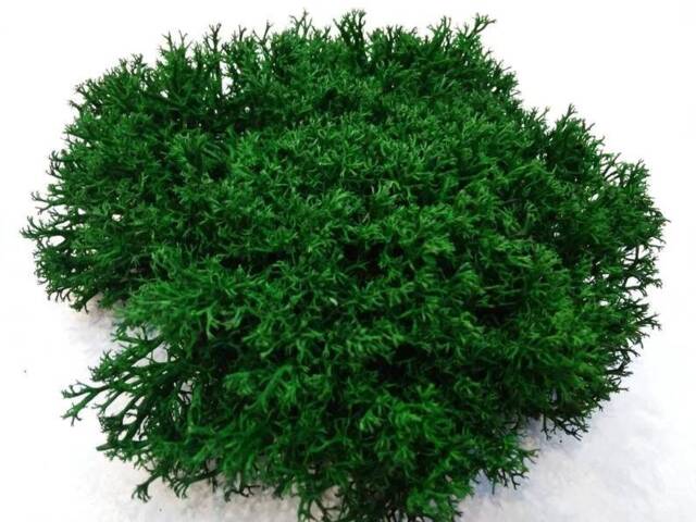 Moss Decor, Norwegian Moss Balls Green, Yellow, Blue, Red, Purple ...