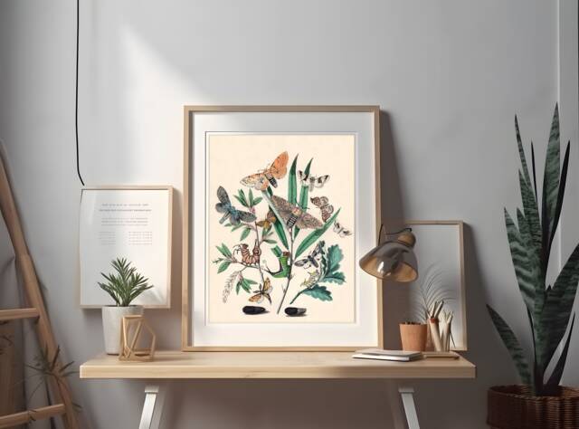 Vintage Butterfly Botanical Art Print, Moth Illustration by Etsy ...