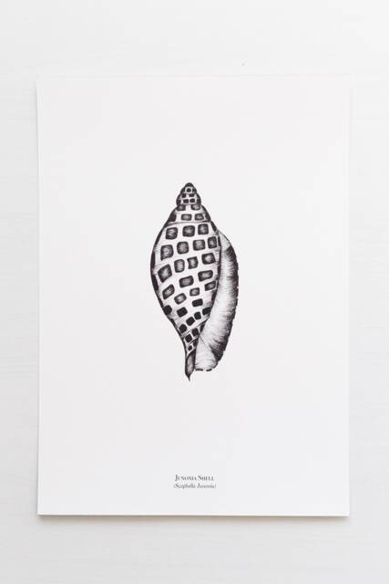 Coastal Wall Art, Junonia Shell , Black & White, Botanical Illustration ...