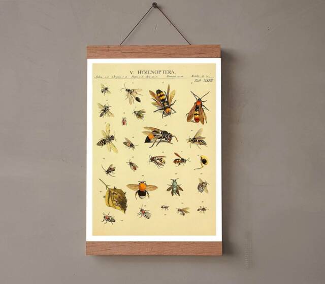 Vintage Print Bees Insects Poster Different Species Encyclopedia Wall ...