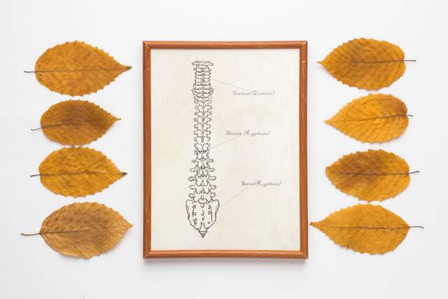 Halloween Anatomy Bones Spine Wall Decor by Etsy | ufurnish.com