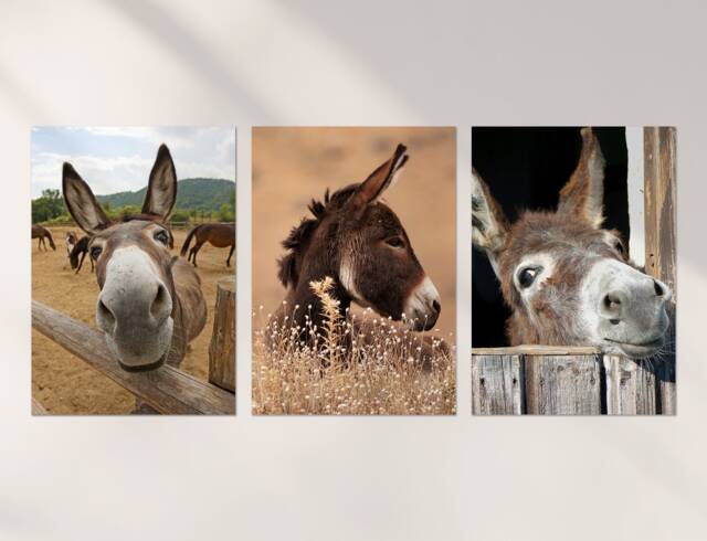 3 X Funny Donkey Posters - Animal Horses Trio Of Prints Portrait Poster ...