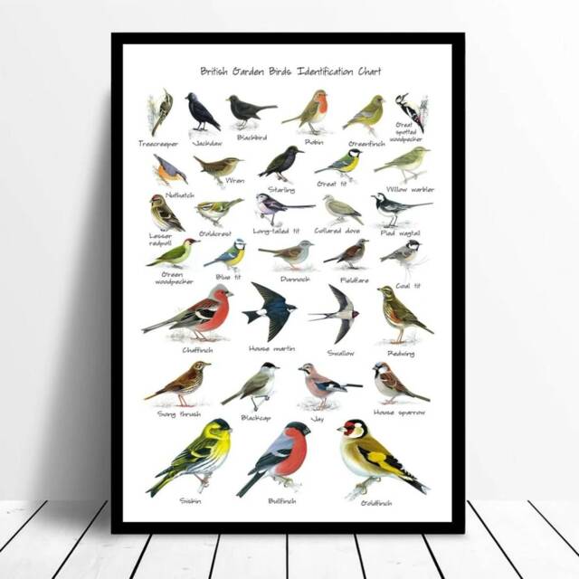 British Garden Birds Identification Chart Wildlife Poster A5 A4 A3 A2 ...