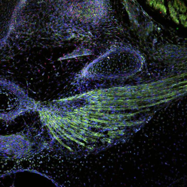 Cells Art Print - Microscopy Image Biology Science Celldomseen Celldom ...