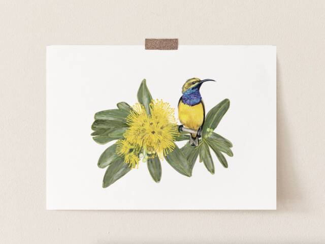 Sunbird & Golden Panda Flower, Botanical Decor, Australian Botanical ...