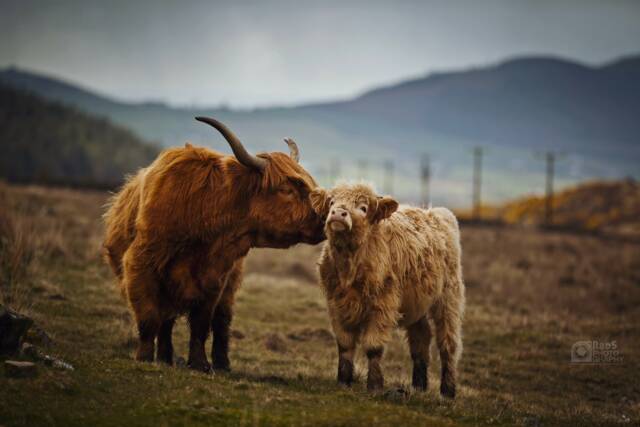 Highland Calf With Its Mother, Mourne Mountains, Highlander Cow, County ...