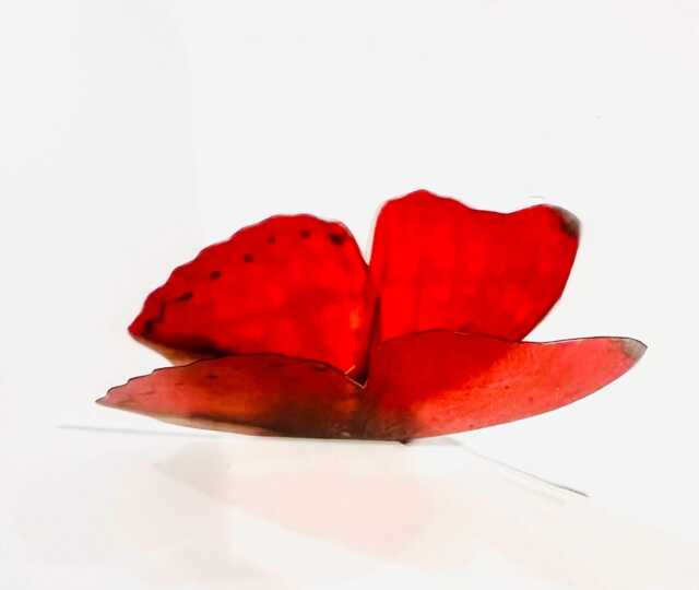 Red Butterfly Collection, Set Of 12 Red Butterflies From Around The ...