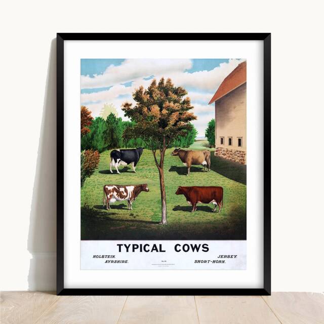 Vintage Typical Cows Print, Farming Art, Cows, Outdoors, Gift For Him ...