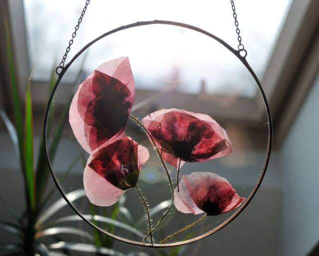 Poppy, Circle Pressed Flowers, Large Flower, Flower Art, Floating Frame ...