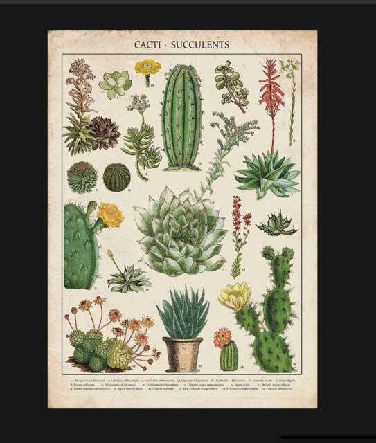 Vintage Cactus Chart Print, Nature Print by Etsy | ufurnish.com