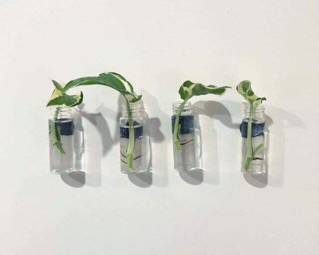 Set Of 4 Magnetic Plant Propagation Glass Tubes by Etsy | ufurnish.com