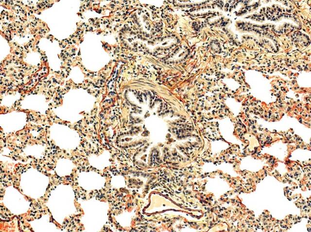 Cells Art Print - Microscopy Image Biology Science Celldomseen Celldom ...