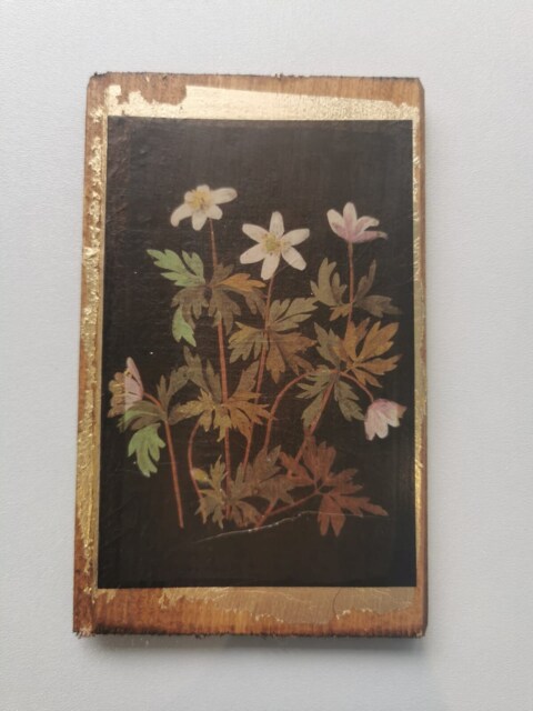 Anemone Nemorosa By Mary Delany - Wooden Wall Art, Prints & Posters Of ...