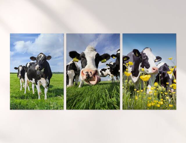 3 X Cow Posters - Animal Farm Cows Farmer Trio Of Prints Portrait ...