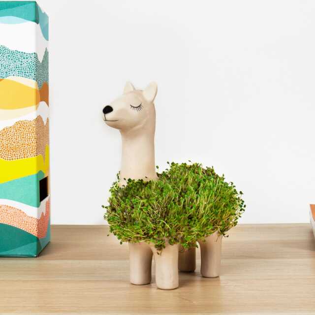 Llama Chia Planer Fun Sprouting Desktop Pet Novelty Plant Pot Grow Kit ...