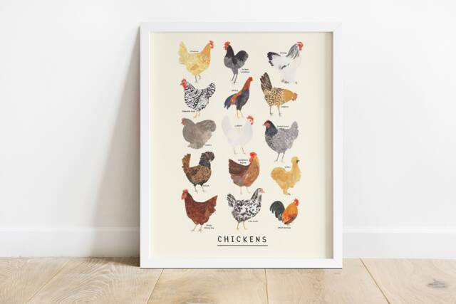 Chickens Type Print - Chicken Identification Breeds Hen Cockerel Chicks ...