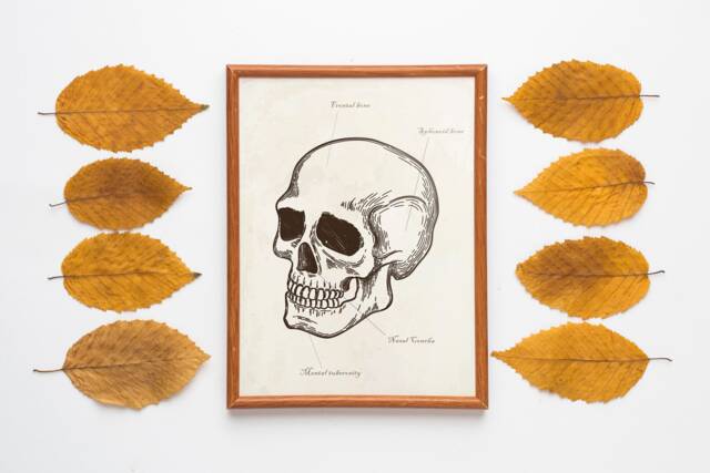 Halloween Skull Anatomy Bones Wall Decor by Etsy | ufurnish.com