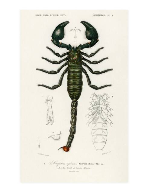 Vintage Scorpion Print, Scorpion Nature Print by Etsy | ufurnish.com