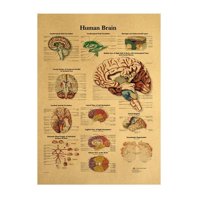 Human Brain Posters Custom Sizes & Colours Gift Silk Poster 2021 by ...
