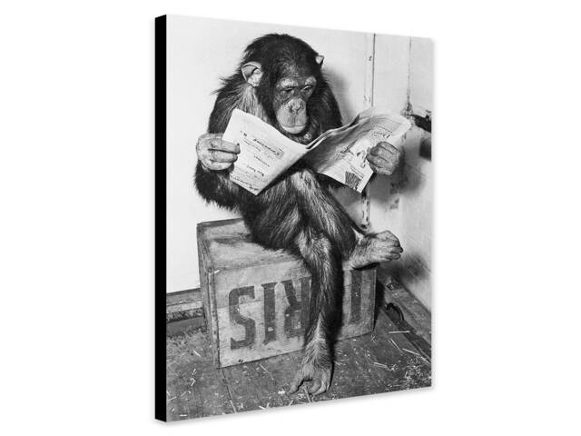 Chimpanzee Reading Newpaper - Funny Art Wrapped Frame Canvas Rolled ...