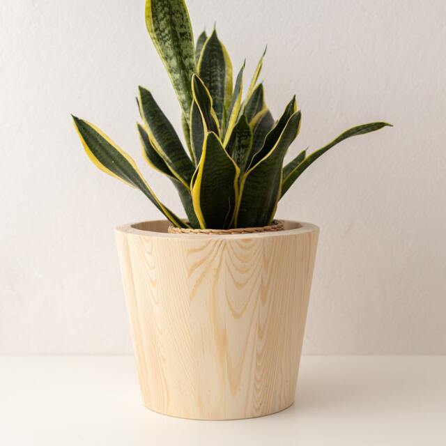 Minimal Flower Pot For Rustic Interior, Classic Outdoor Planer, Indoor ...