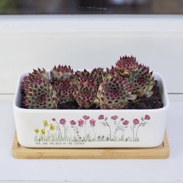 Personalised Birth Flower Planter by Etsy | ufurnish.com