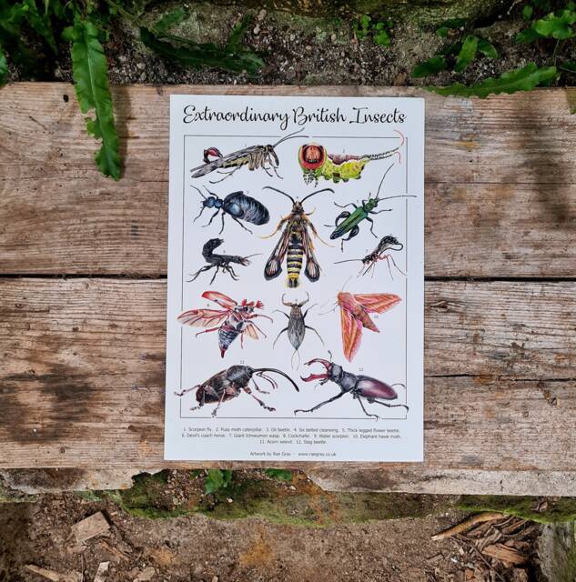 A3 Poster Extraordinary British Insects Wildlife Nature by Etsy ...