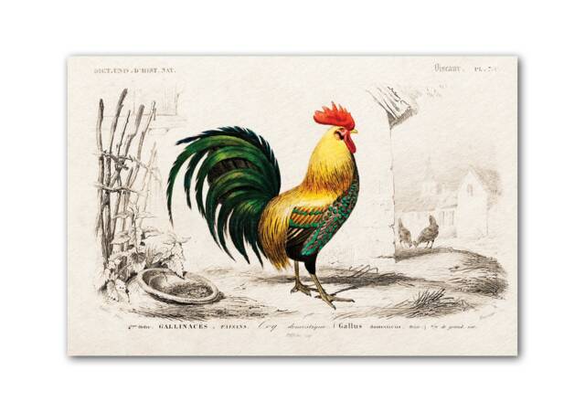 Chicken Illustration - Cockerel Illustration/Drawing Rooster Poster ...