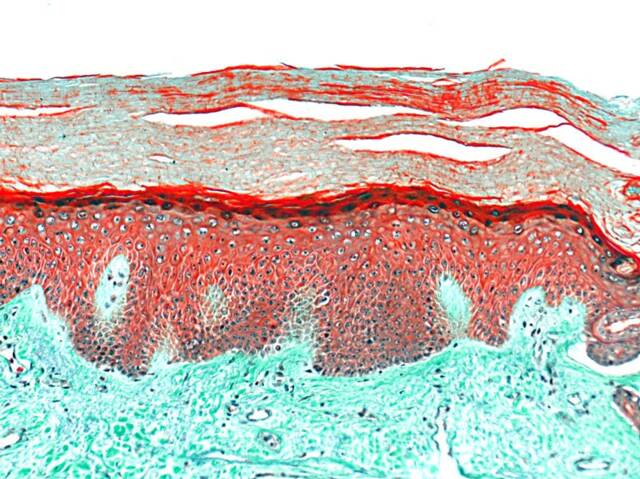 Cells Art Print - Microscopy Image Biology Science Celldomseen Celldom ...