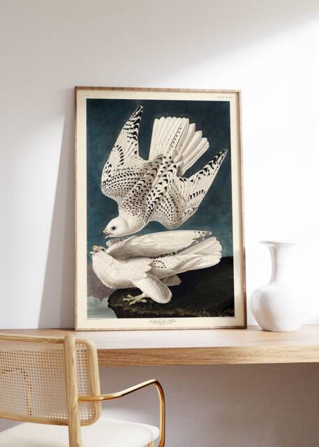 Iceland Jer Falcon Print, Vintage Poster, James Audobon Illustration ...