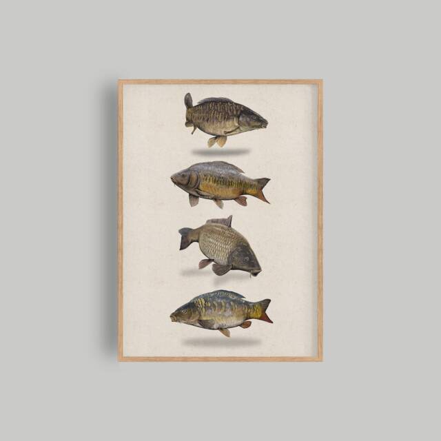 Carp Illustration Print - Angling Artwork by Etsy | ufurnish.com