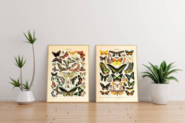 Vintage Print Set Of 2 Papillons Butterflies Adolphe Millot ...