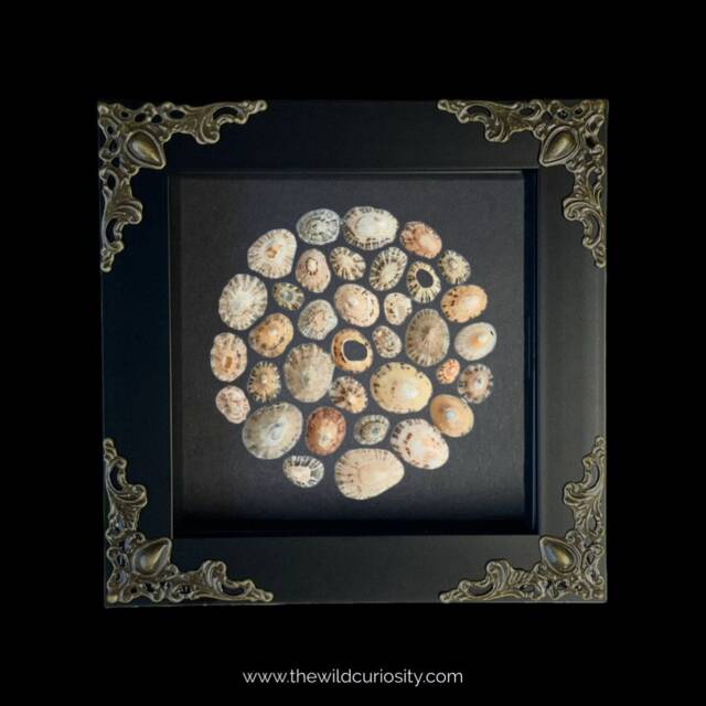 Framed Limpet Shell Art - Circlular Pattern Sea Shells Beach Driftwood ...