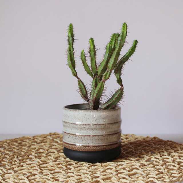 Ceramic Cactus Pot, Succulent Small Planter, Modern Plant Stoneware ...