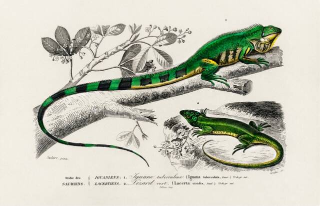 Vintage Iguana Print, Nature Print by Etsy | ufurnish.com