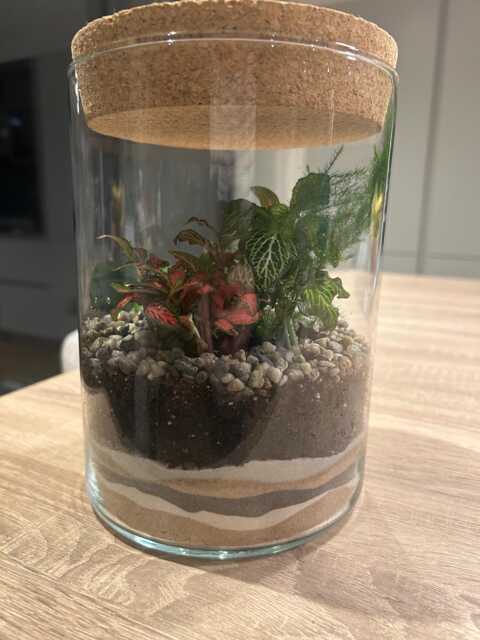 20 cm Tall Cylinder Diy Enclosed Terrarium Kit - Everything You Need ...