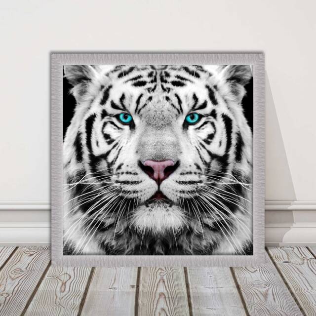 White Siberian Tiger, Framed Picture With Print. A Choice Of Frames ...