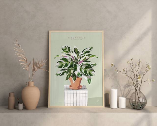 Calathea White Fusion - Plant Poster A3/A4 Plant Illustration, Poster, Botany, Plants ...
