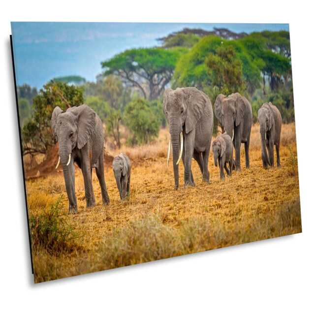 Elephant Pack, Elephants, Wildlife Photography, Animal Photo Print ...