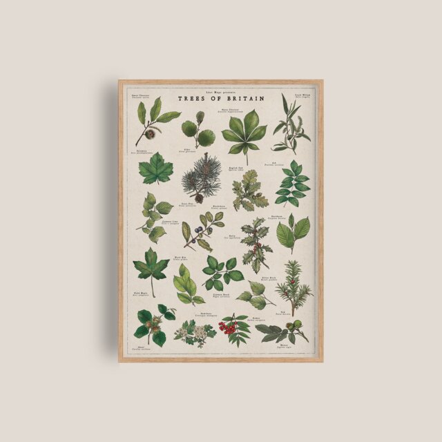 British Trees Poster, Vintage Tree Identification, Forest Wall Art ...