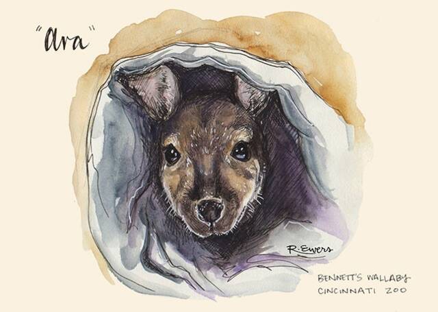 Ava The Bennett's Wallaby Watercolor Art Print, Animals, Zoo ...