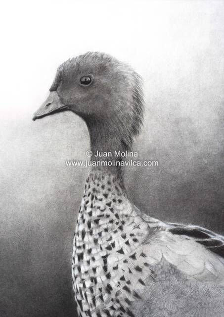 Australian Wood-Duck Portrait in Charcoal - Fine Art, Museum Quality ...