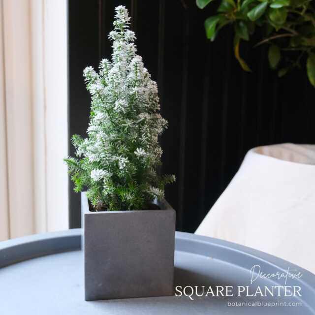 Square Concrete Planter - 10cm- Dark Grey, Handmade Minimalist Plant ...