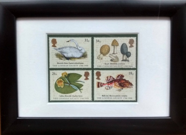 Biology, Linnean Society Stamps Mint Framed From 1988 by Etsy ...