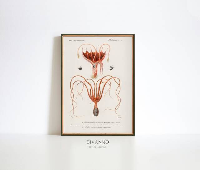 Vintage Squid Poster, Sea Life Wall Art, Study Of Squid, Animal Chart ...