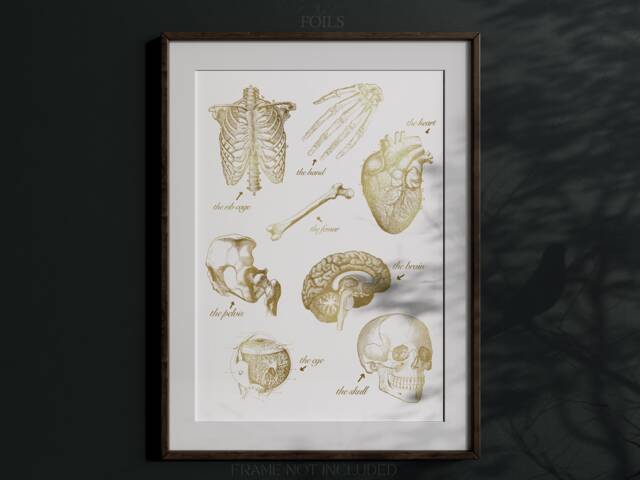 Anatomy Foil Print, Vintage Medical Illustration Poster, Human Anatomy ...