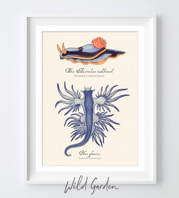 Australian Nudibranchs Art Print Watercolor Illustration by Etsy ...