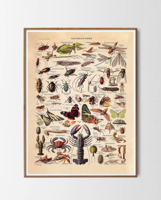 Vintage Print Arthropodes Poster Larousse French Insects Sealife Wall ...